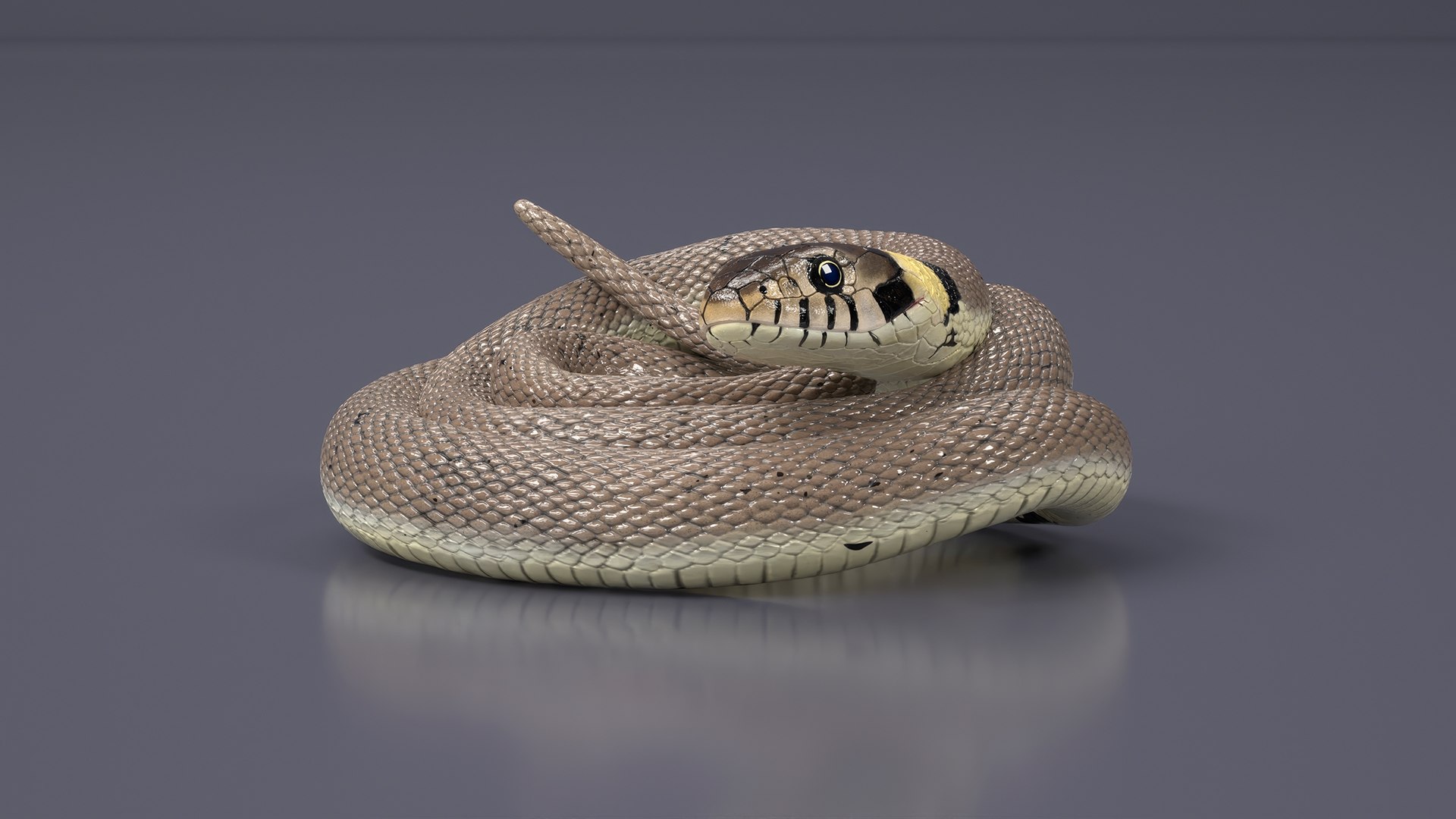 Ringed Snake Coiled 3D Model - TurboSquid 2247562