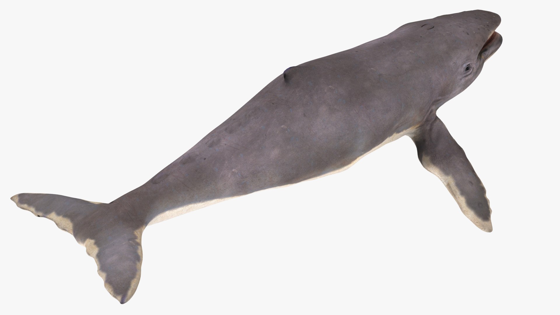 3D Humpback Whale - TurboSquid 2059866