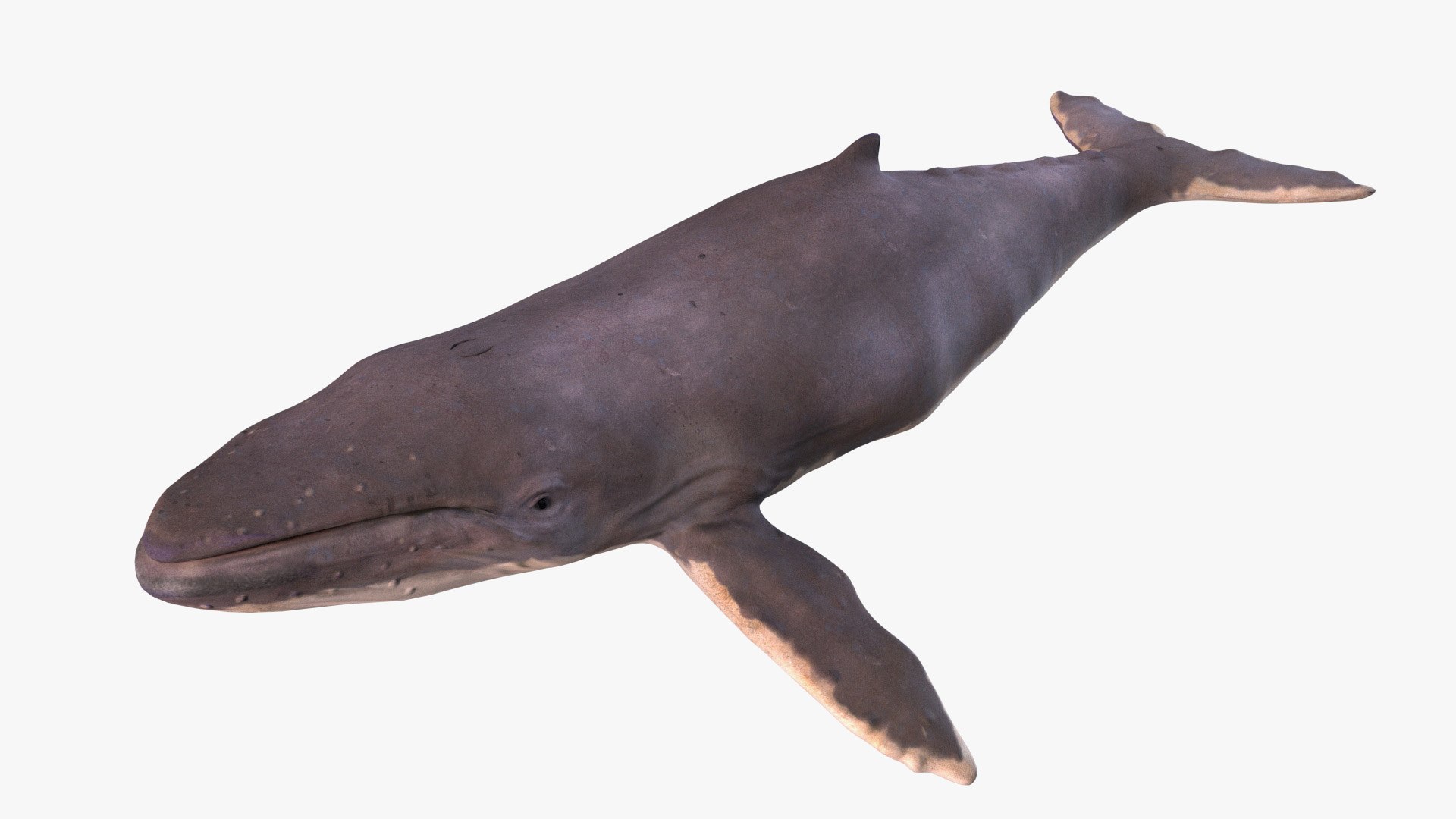 3D Humpback Whale - TurboSquid 2059866