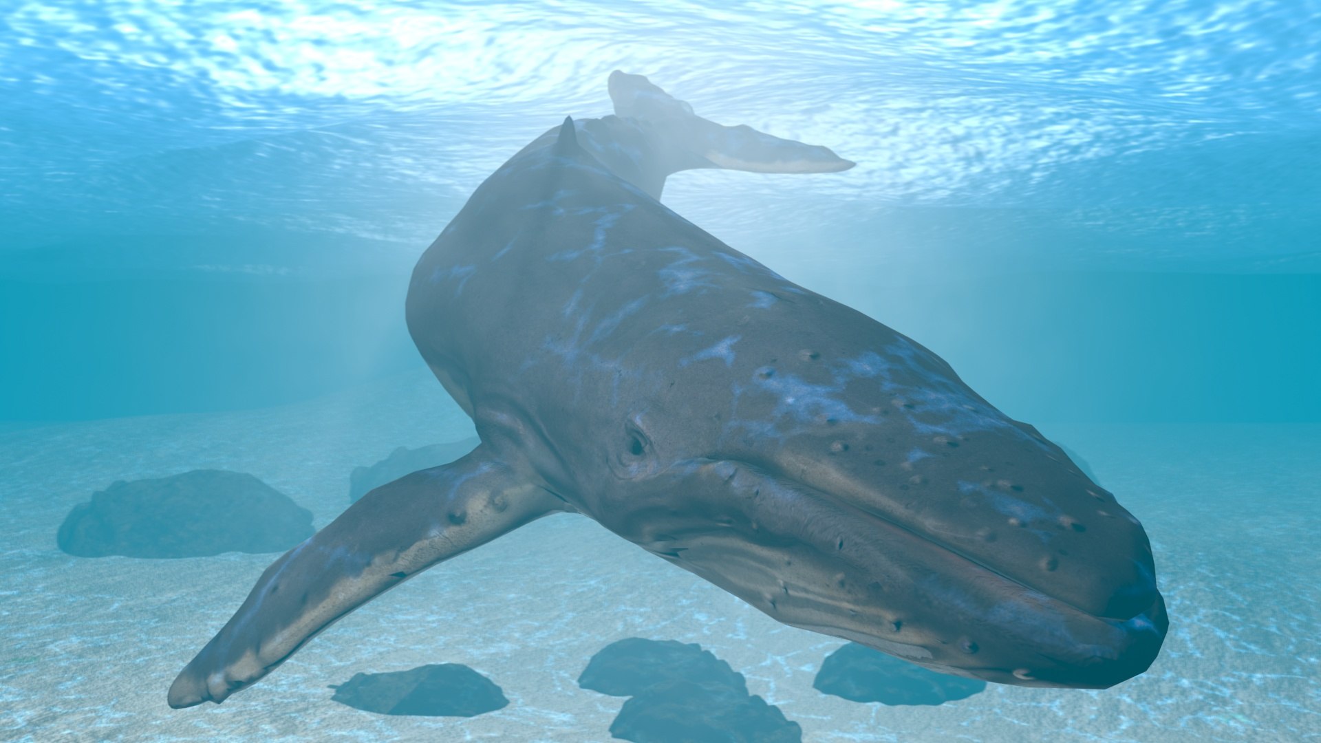 3D Humpback Whale - TurboSquid 2059866