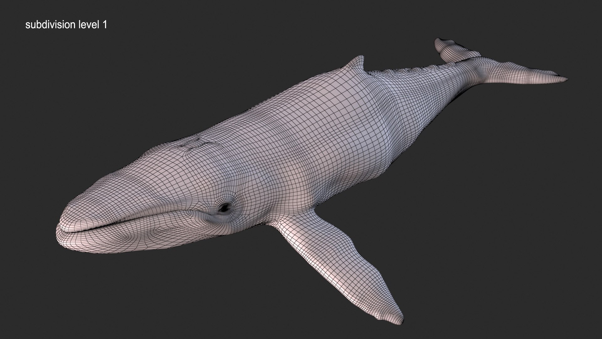 3D Humpback Whale - TurboSquid 2059866