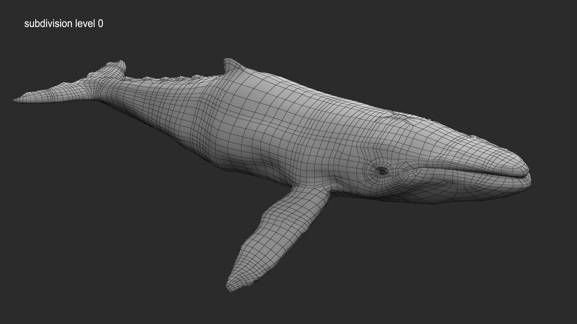 3D Humpback Whale - TurboSquid 2059866