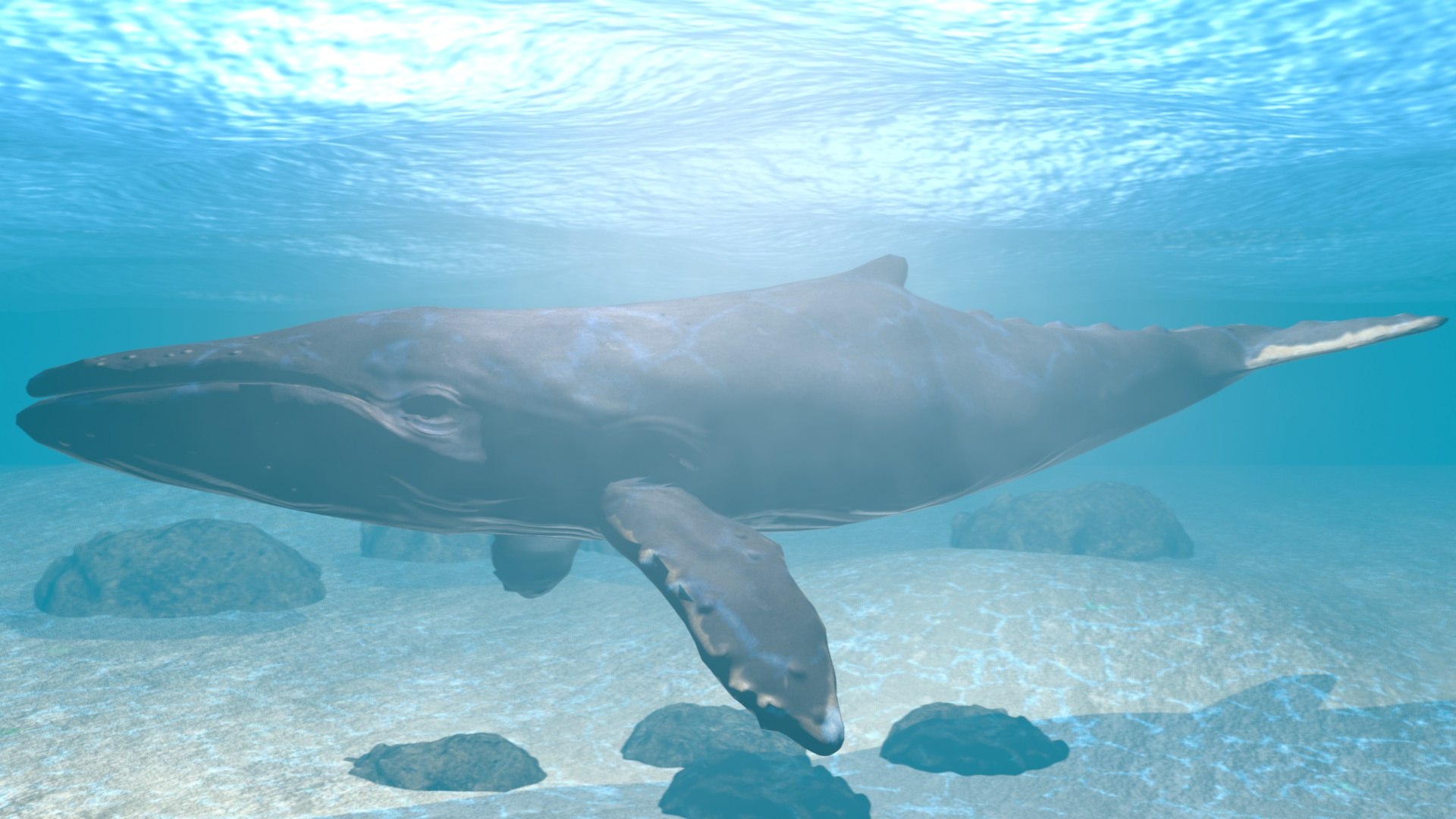 3D Humpback Whale - TurboSquid 2059866