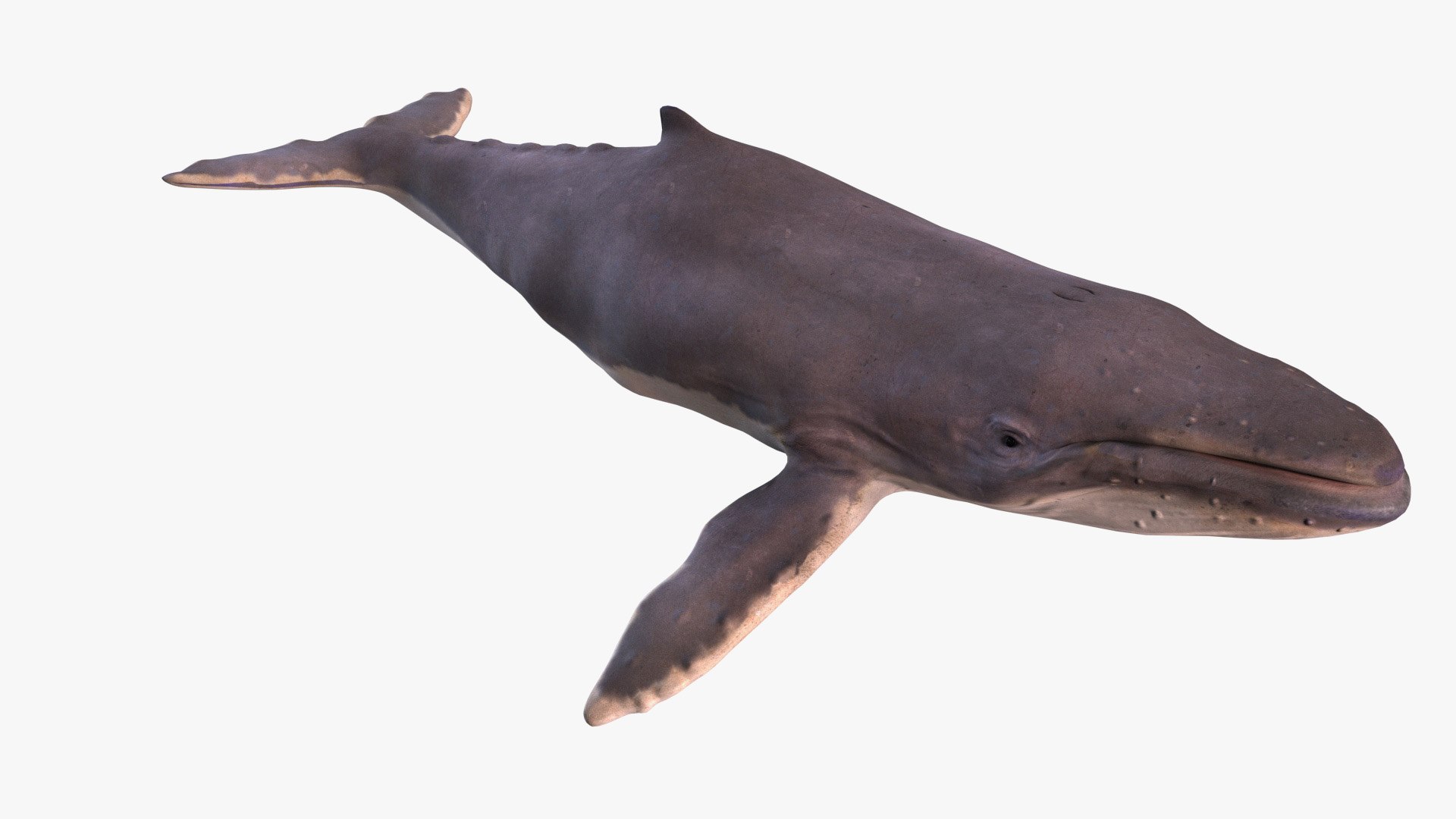 3D Humpback Whale - TurboSquid 2059866