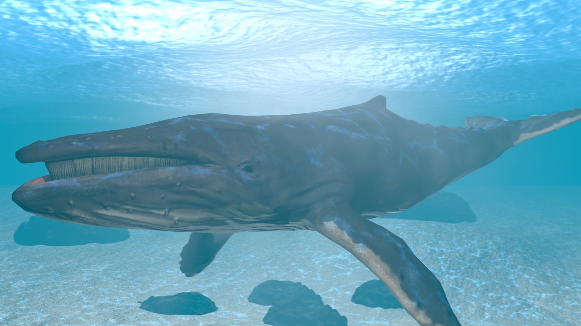 3D Humpback Whale - TurboSquid 2059866