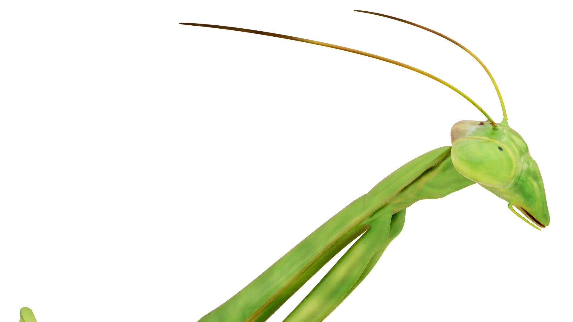 Praying mantis model - TurboSquid 1628791