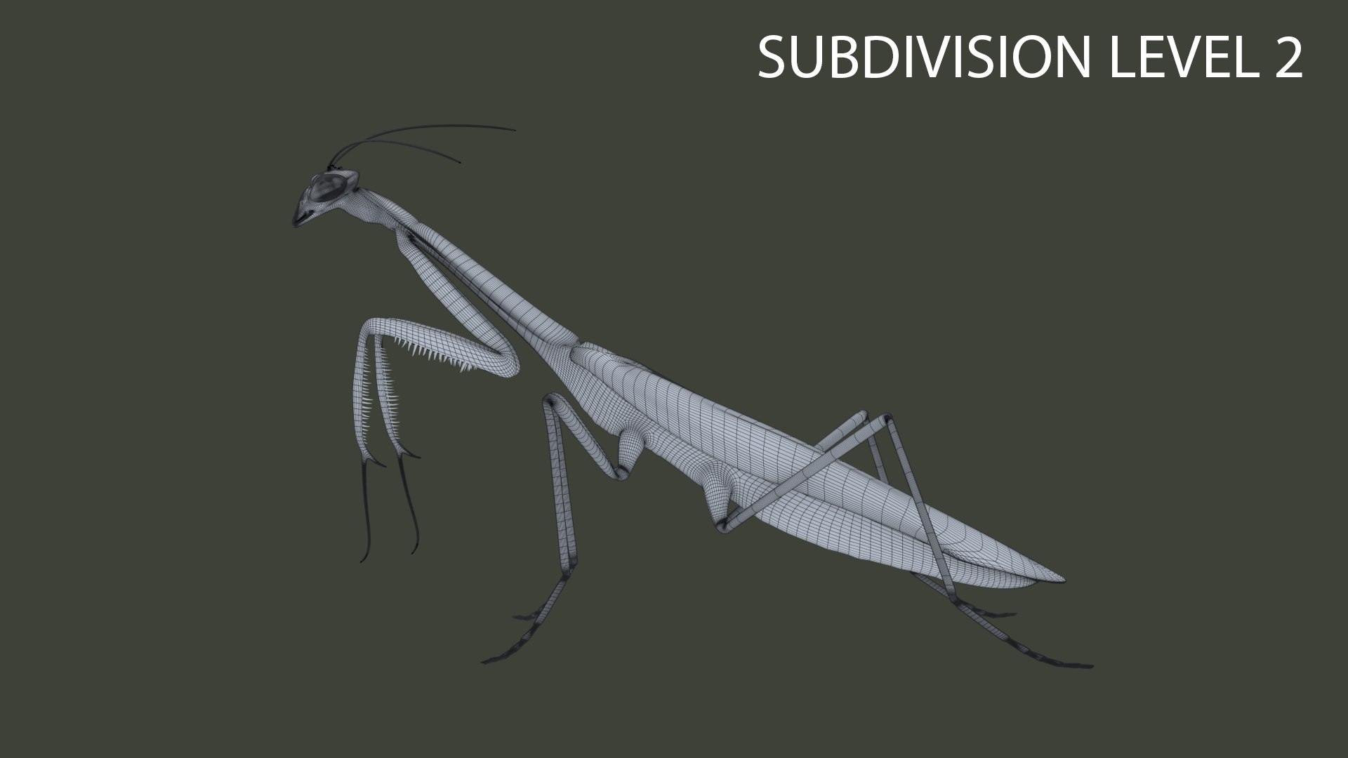 Praying mantis model - TurboSquid 1628791