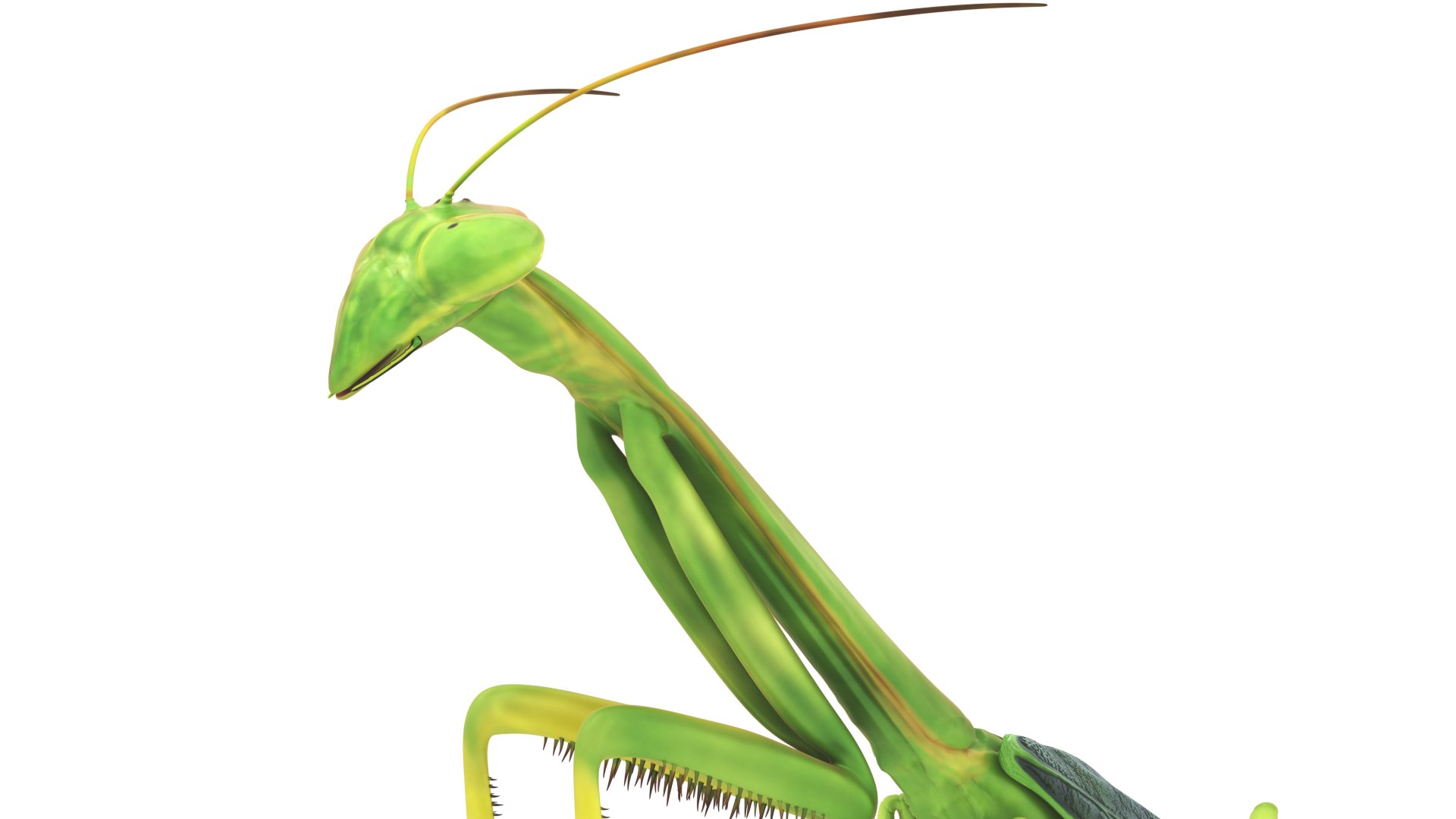 Praying mantis model - TurboSquid 1628791