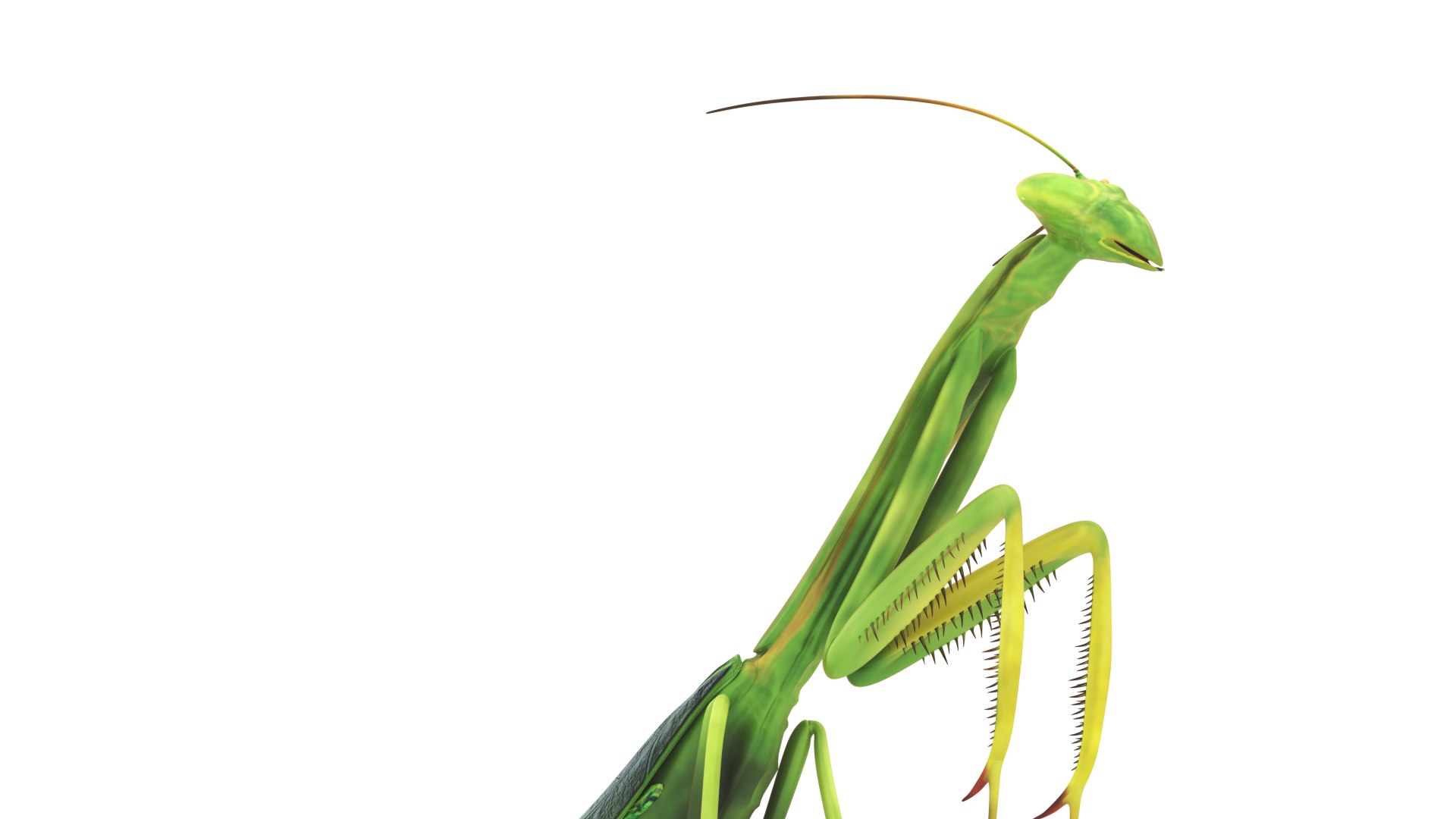 Praying mantis model - TurboSquid 1628791