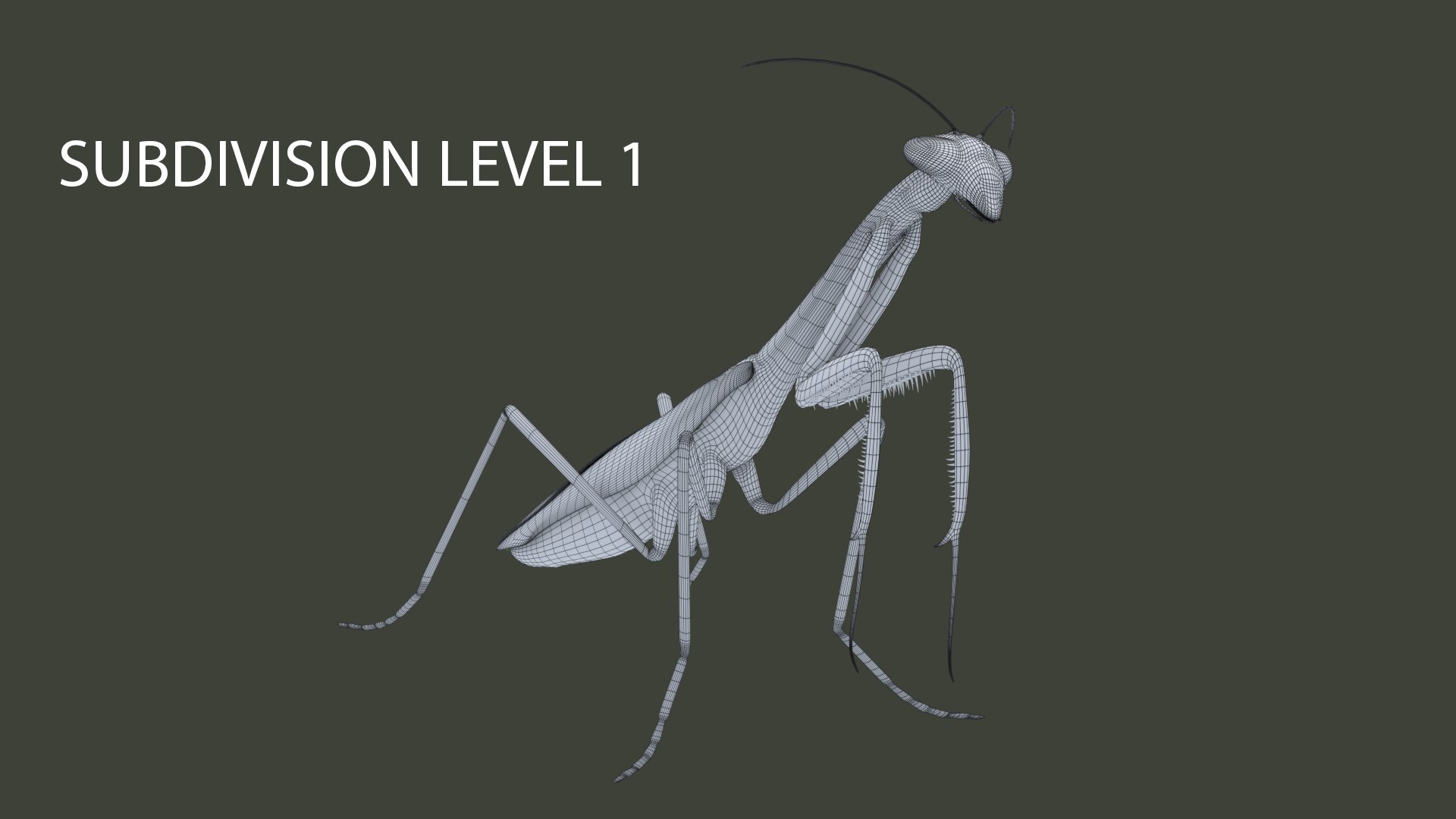 Praying mantis model - TurboSquid 1628791