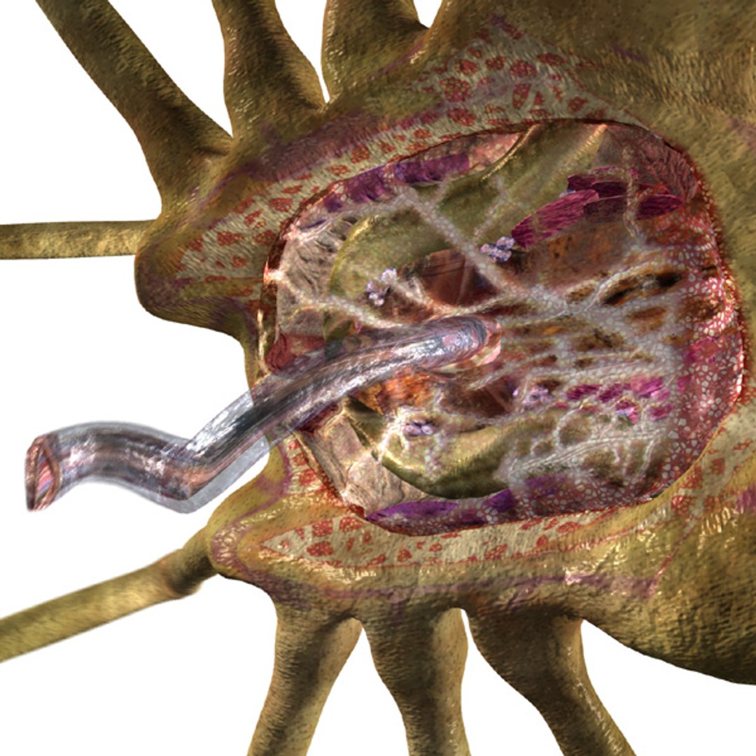 Lightwave Facehugger Alien