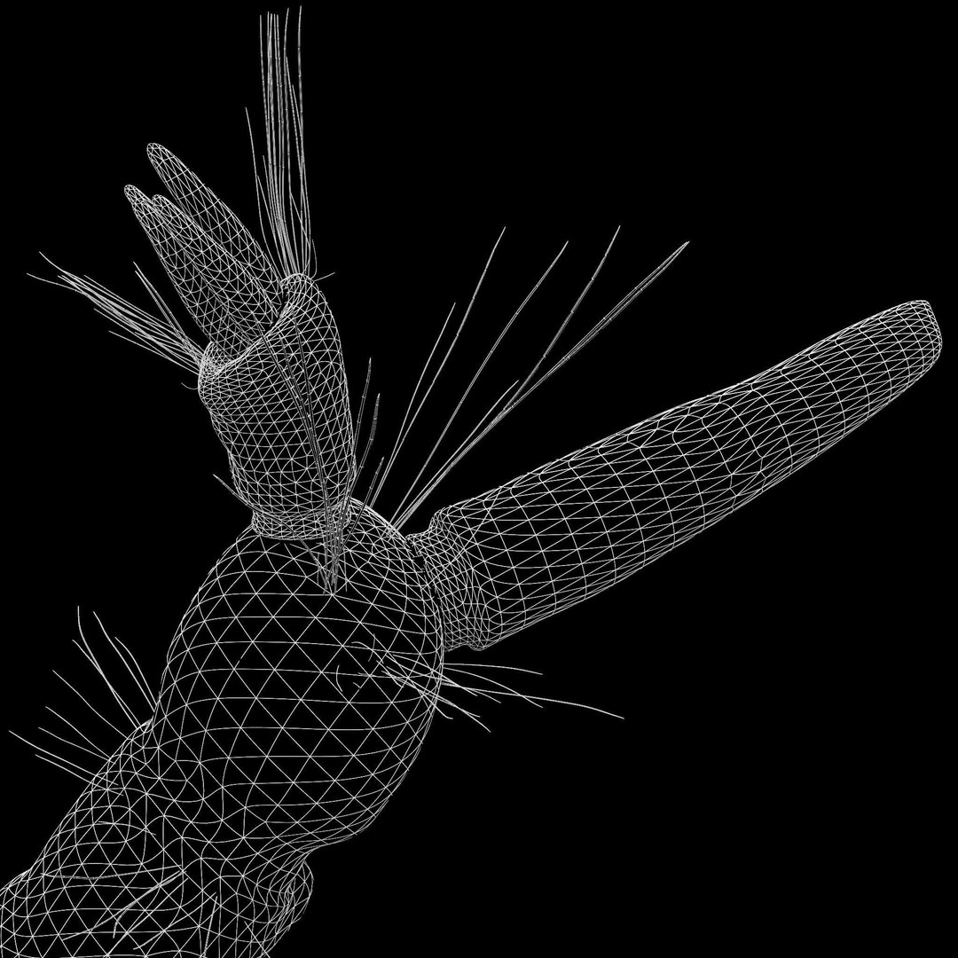 Mosquito Larvae 3D Model - TurboSquid 2075105