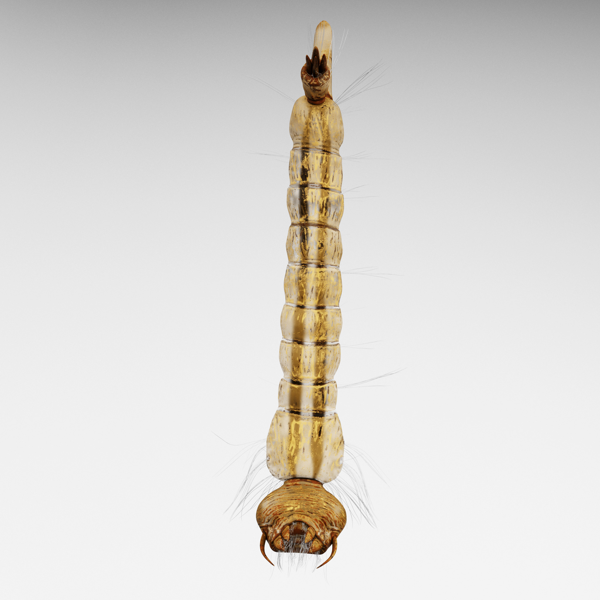 modelo 3d Mosquito larvae - TurboSquid 2075105