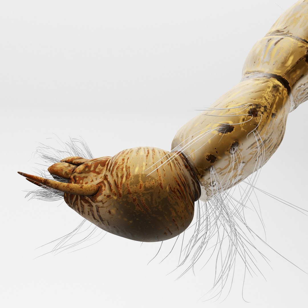 Mosquito Larvae 3D Model - TurboSquid 2075105
