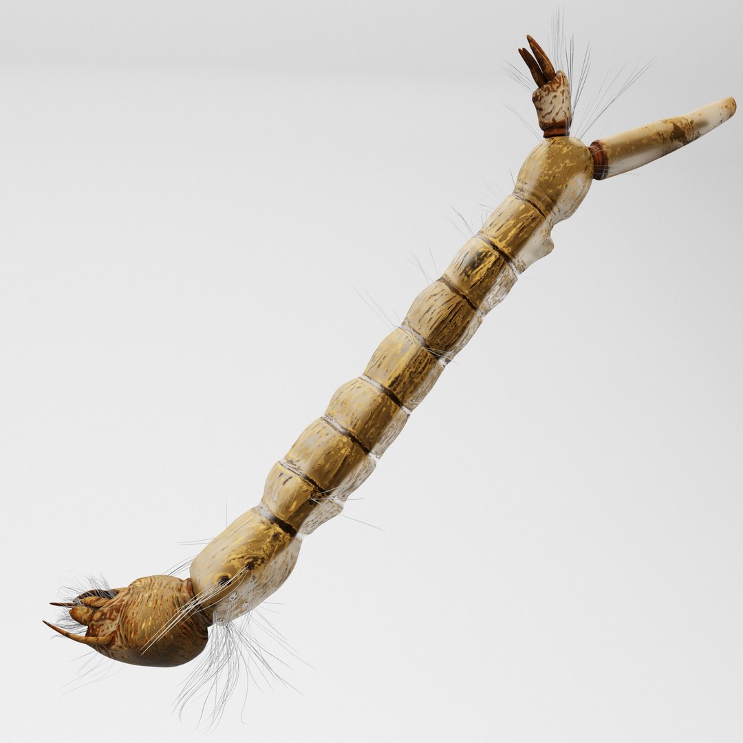 Mosquito Larvae 3D Model - TurboSquid 2075105