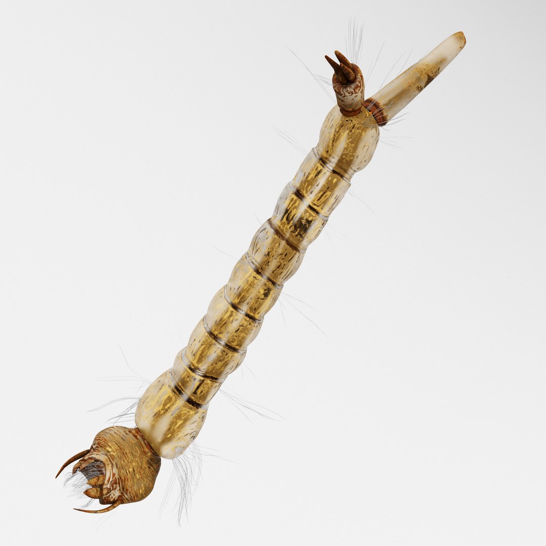 modelo 3d Mosquito larvae - TurboSquid 2075105