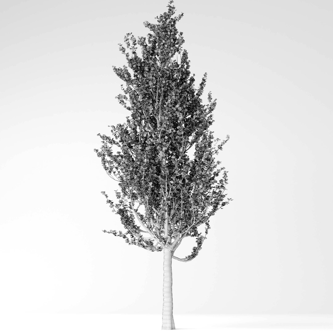 Poplar tree model - TurboSquid 1416070