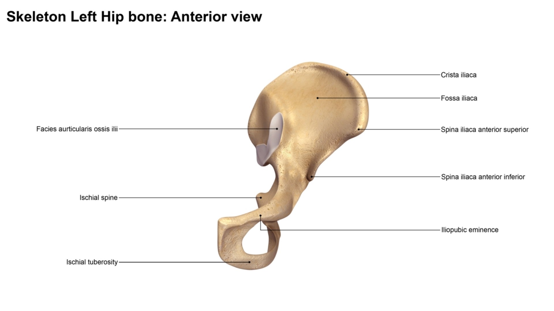 Pelvic Girdle 3d Model