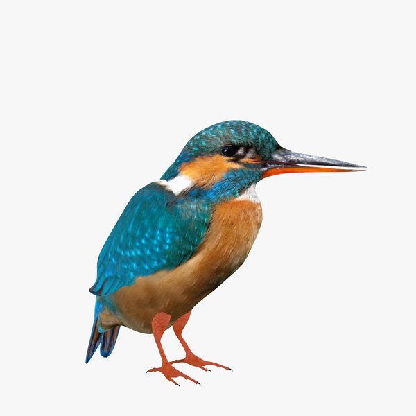 Blue Jay bird model - TurboSquid 1770321