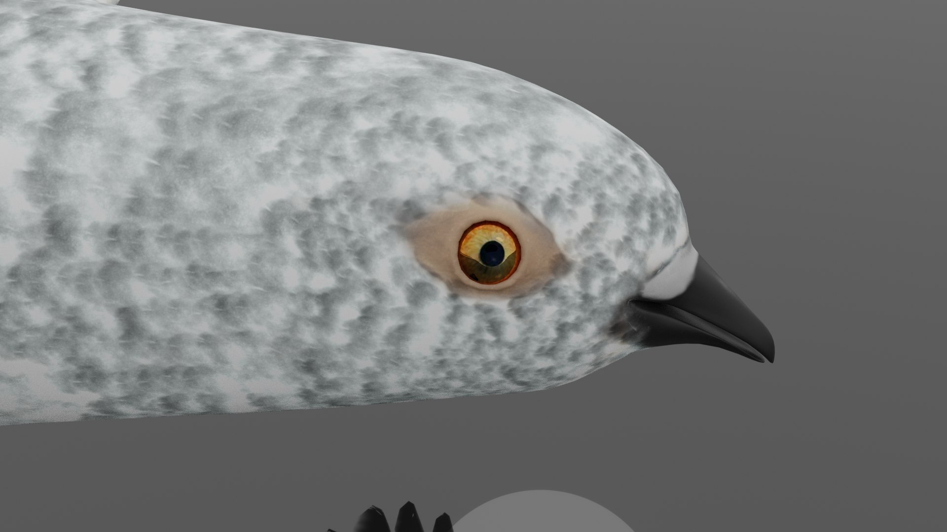 3D Rigged Pigeon Model - TurboSquid 1432351