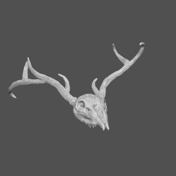 Animal Skull STL Models for Download | TurboSquid