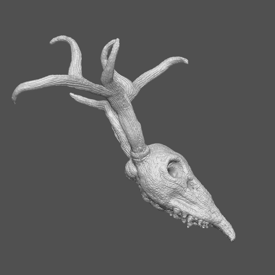 3D Skull Stag - TurboSquid 1690573