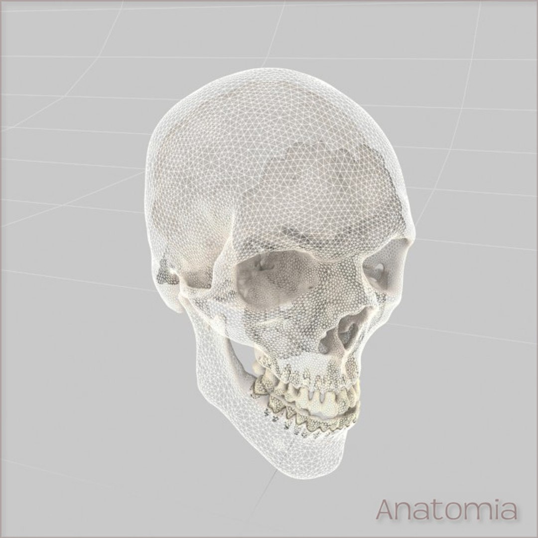 3d Male Human Skull Bone