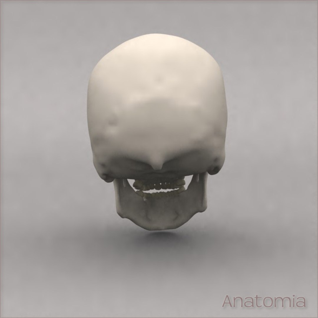3d Male Human Skull Bone
