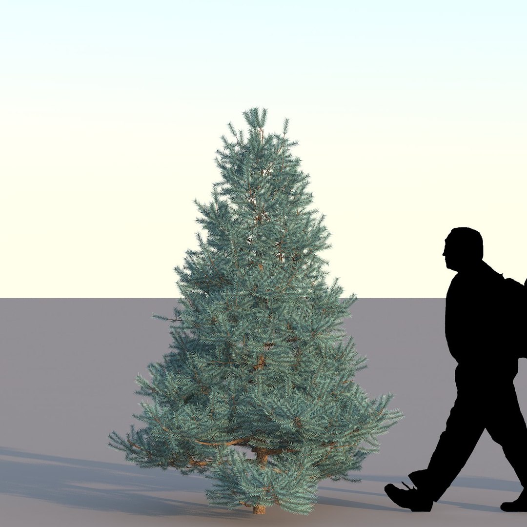 3d model spruce tree