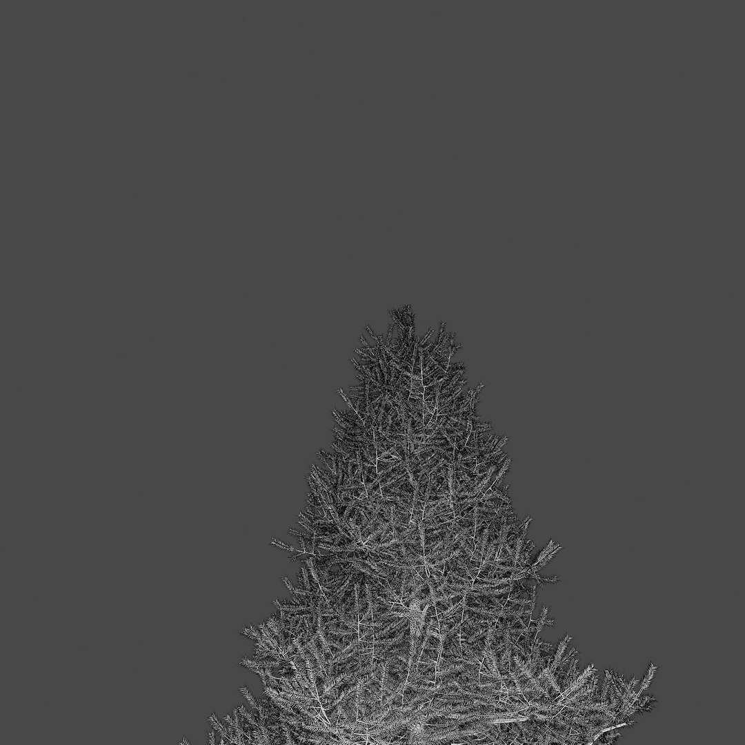 3d model spruce tree
