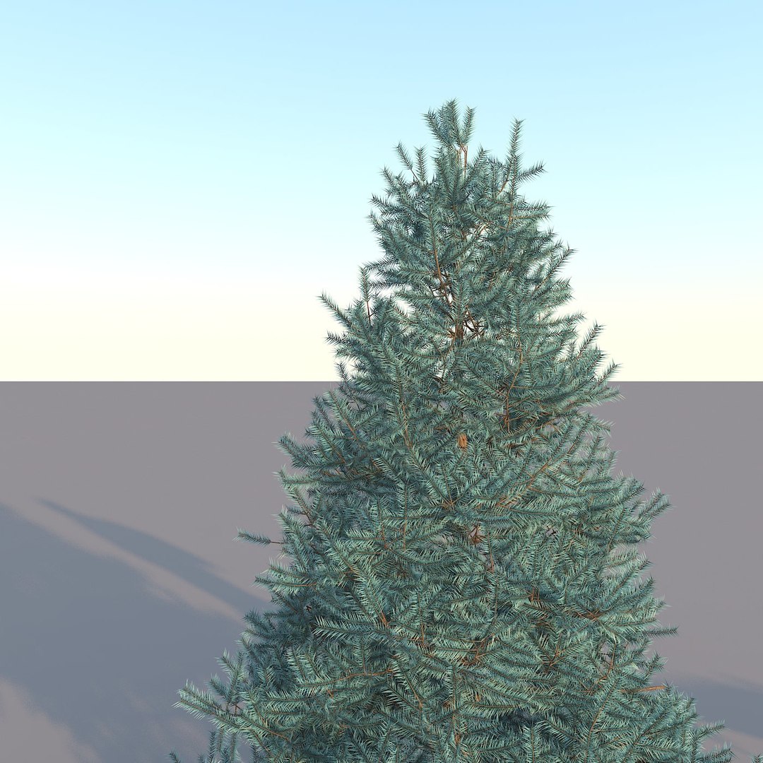 3d model spruce tree