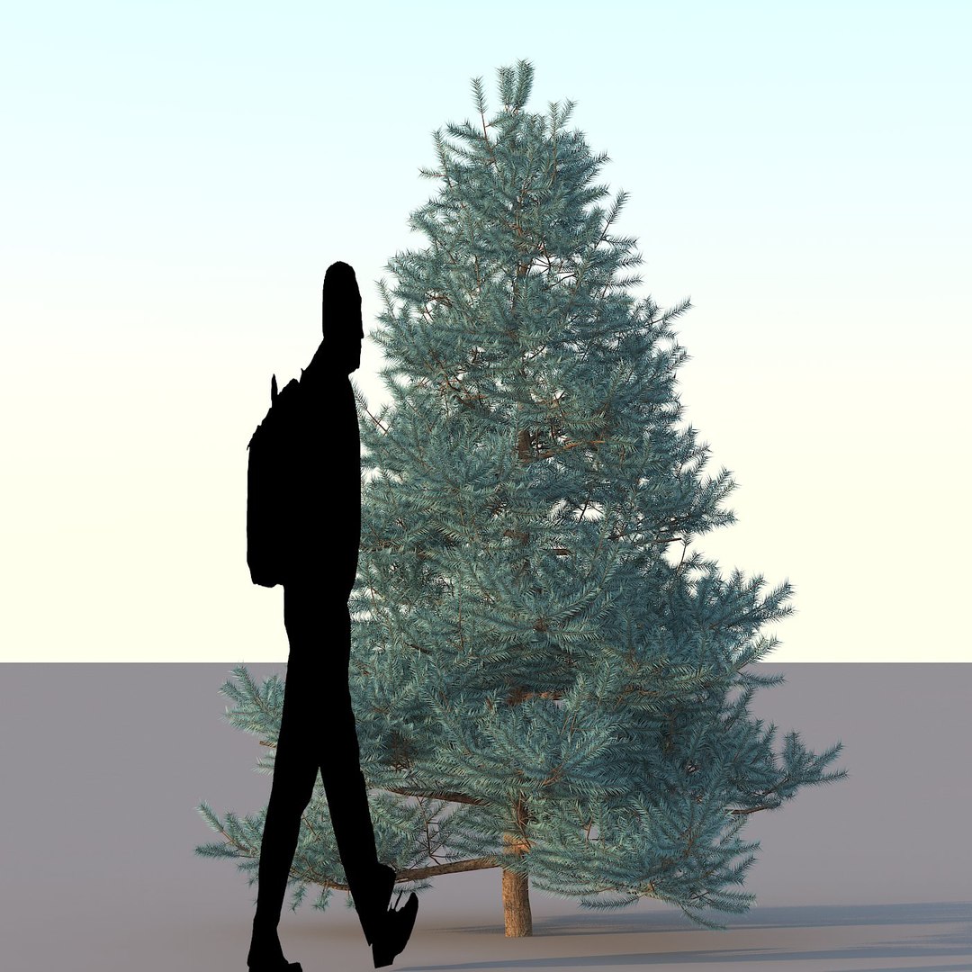 3d model spruce tree