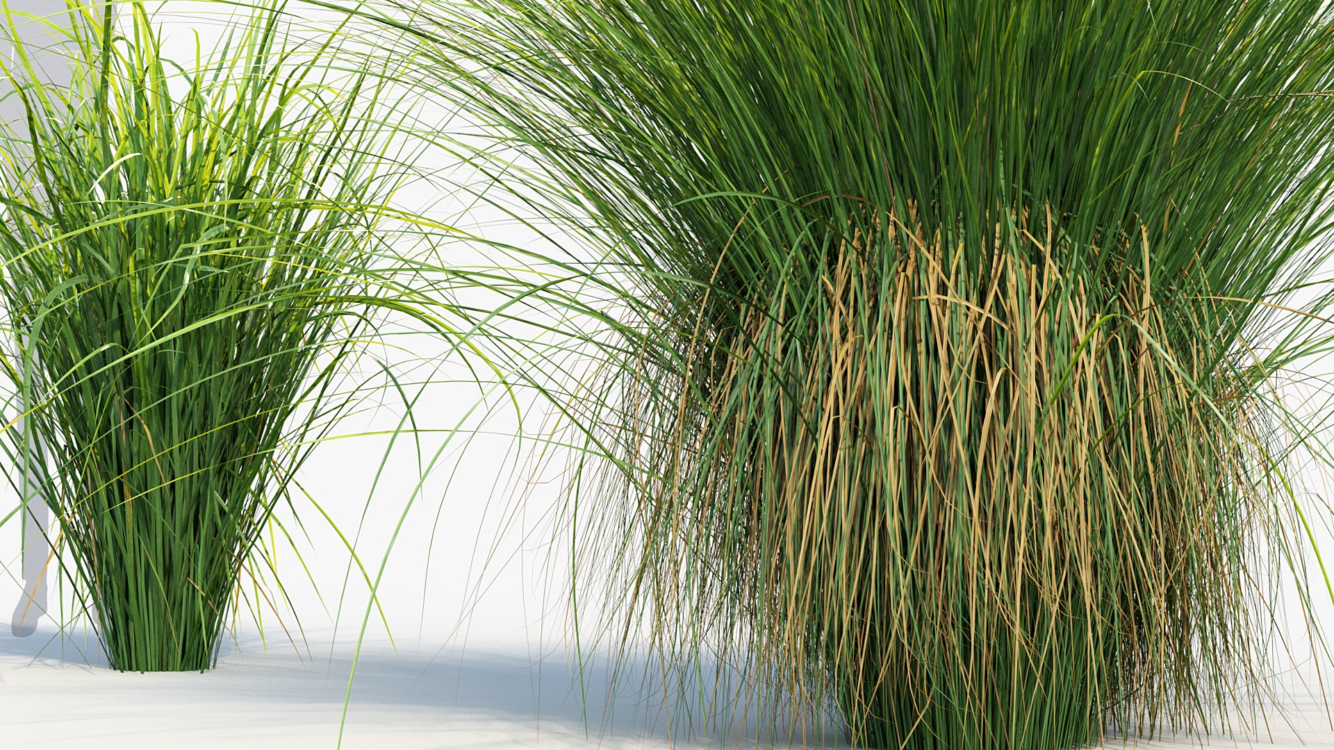 Carex Appressa Tall Sedge Model - TurboSquid 2080517