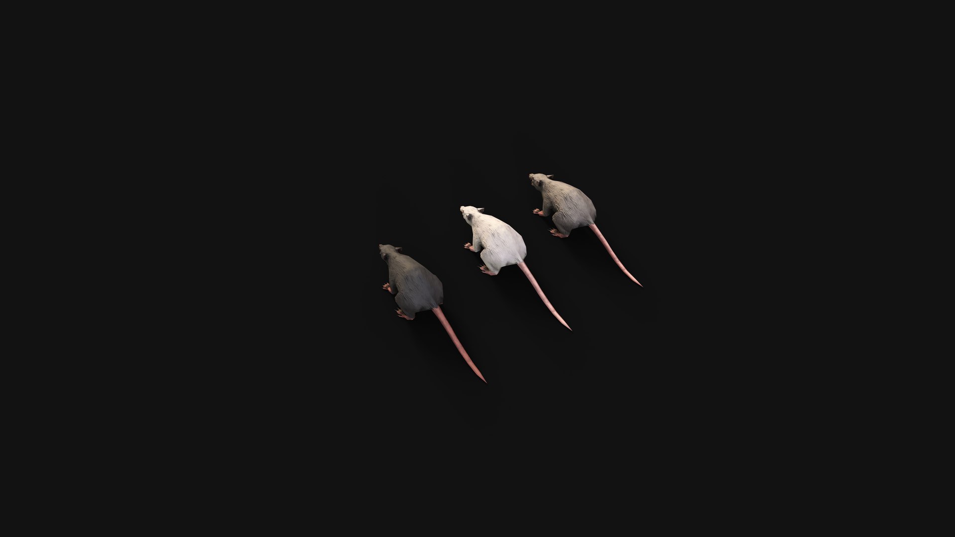 3D Mobile Rat model - TurboSquid 2075572