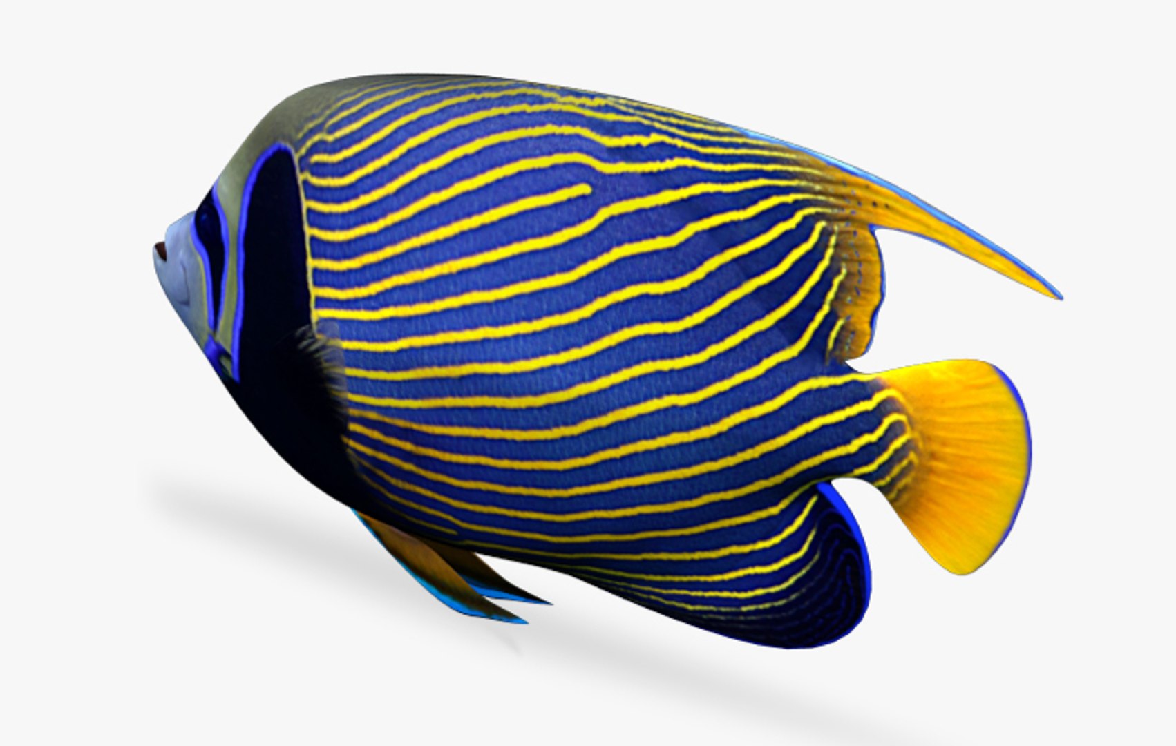 Emperor Fish 3d Fbx