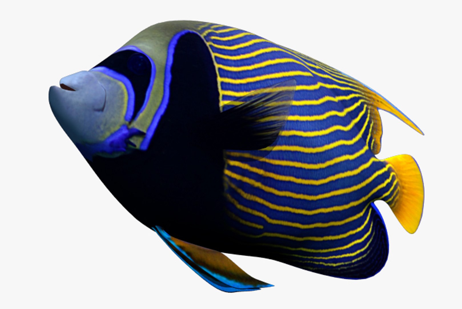Emperor Fish 3d Fbx