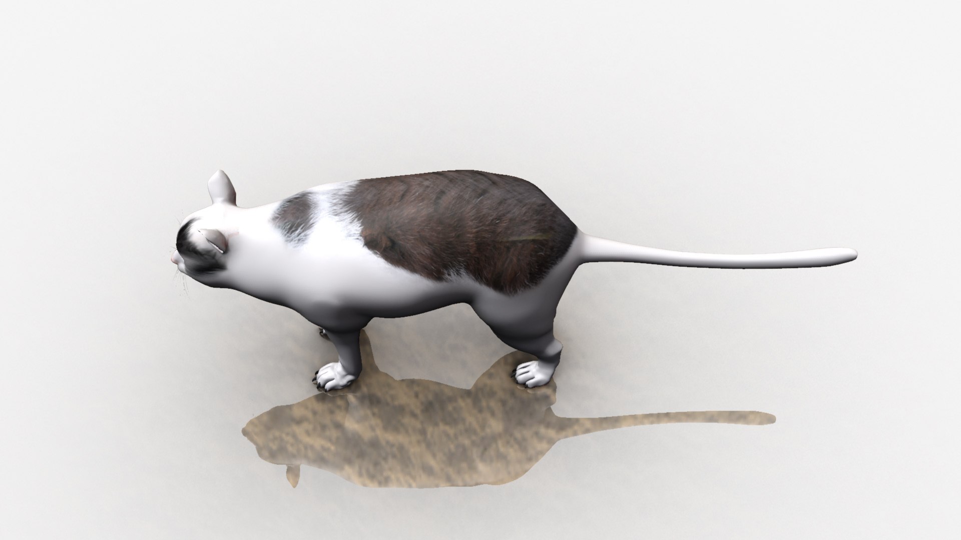 Cat Meme 3D Model - TurboSquid 1627563