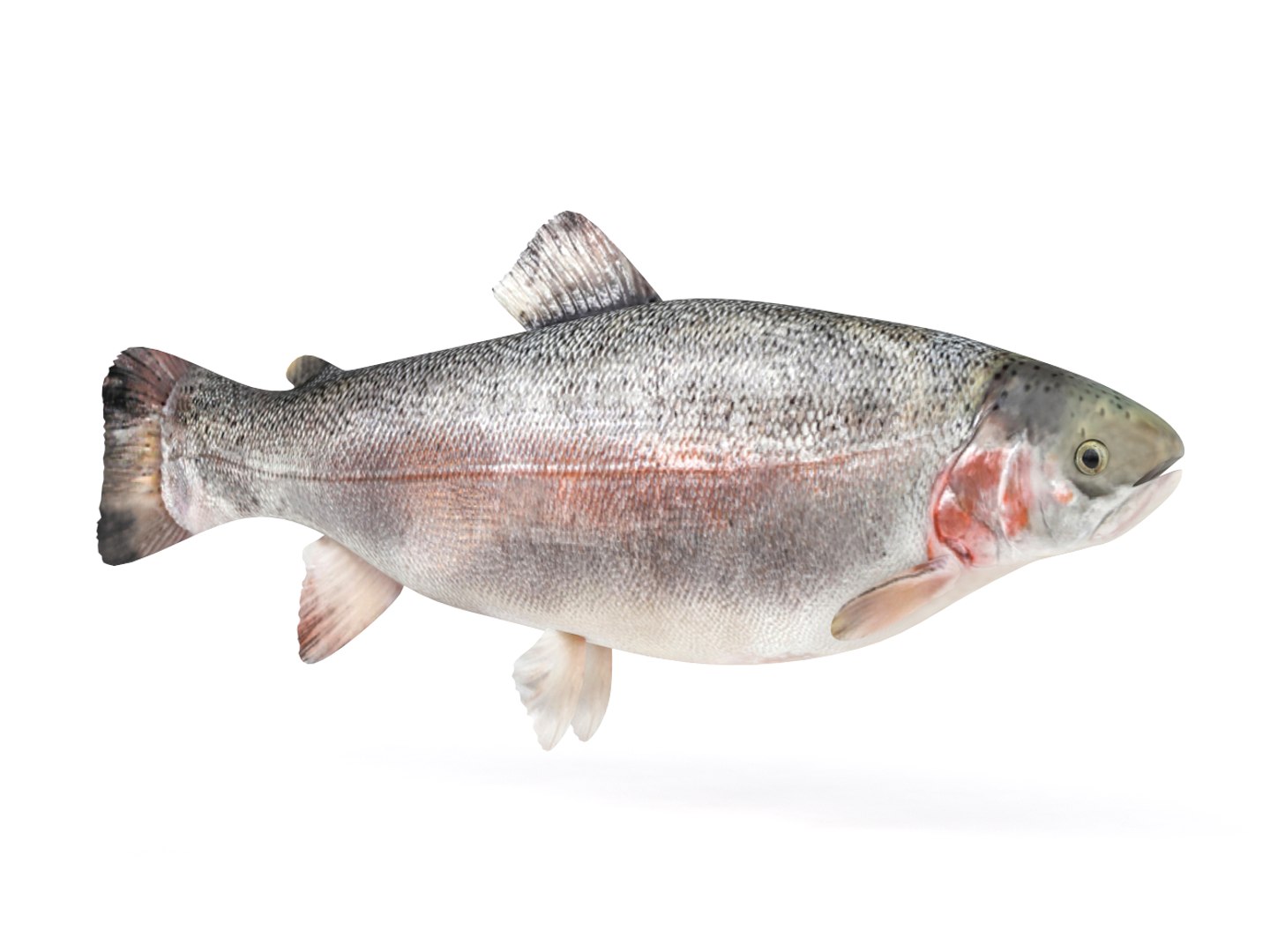 3D Fish Trout Model - TurboSquid 1641435