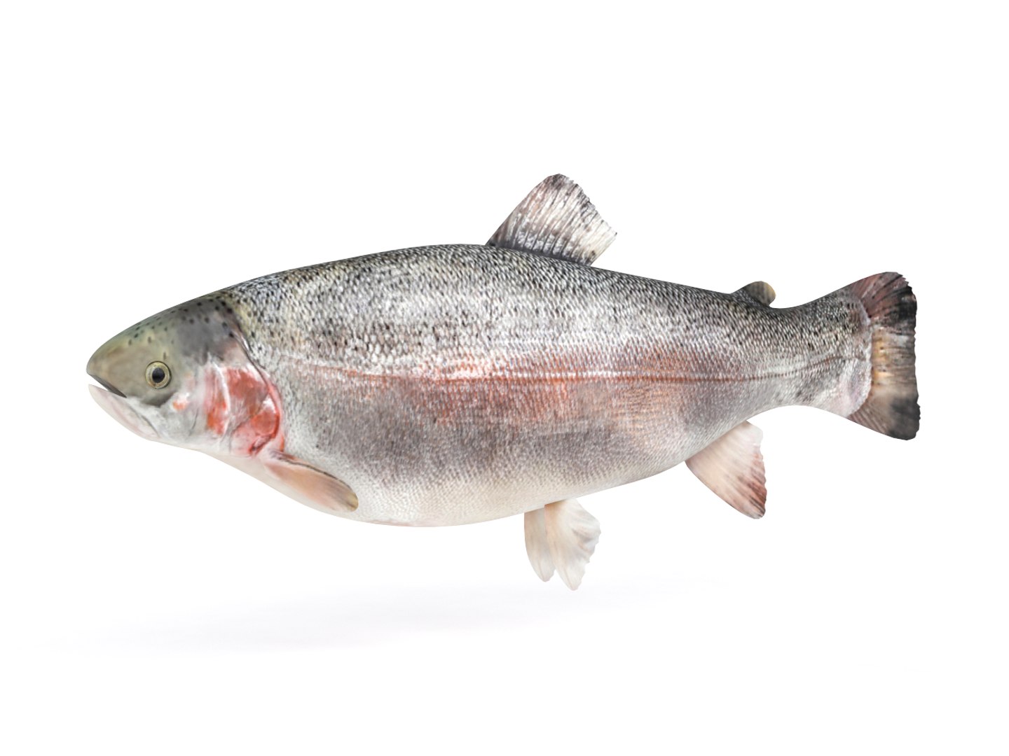 3D Fish Trout Model - TurboSquid 1641435