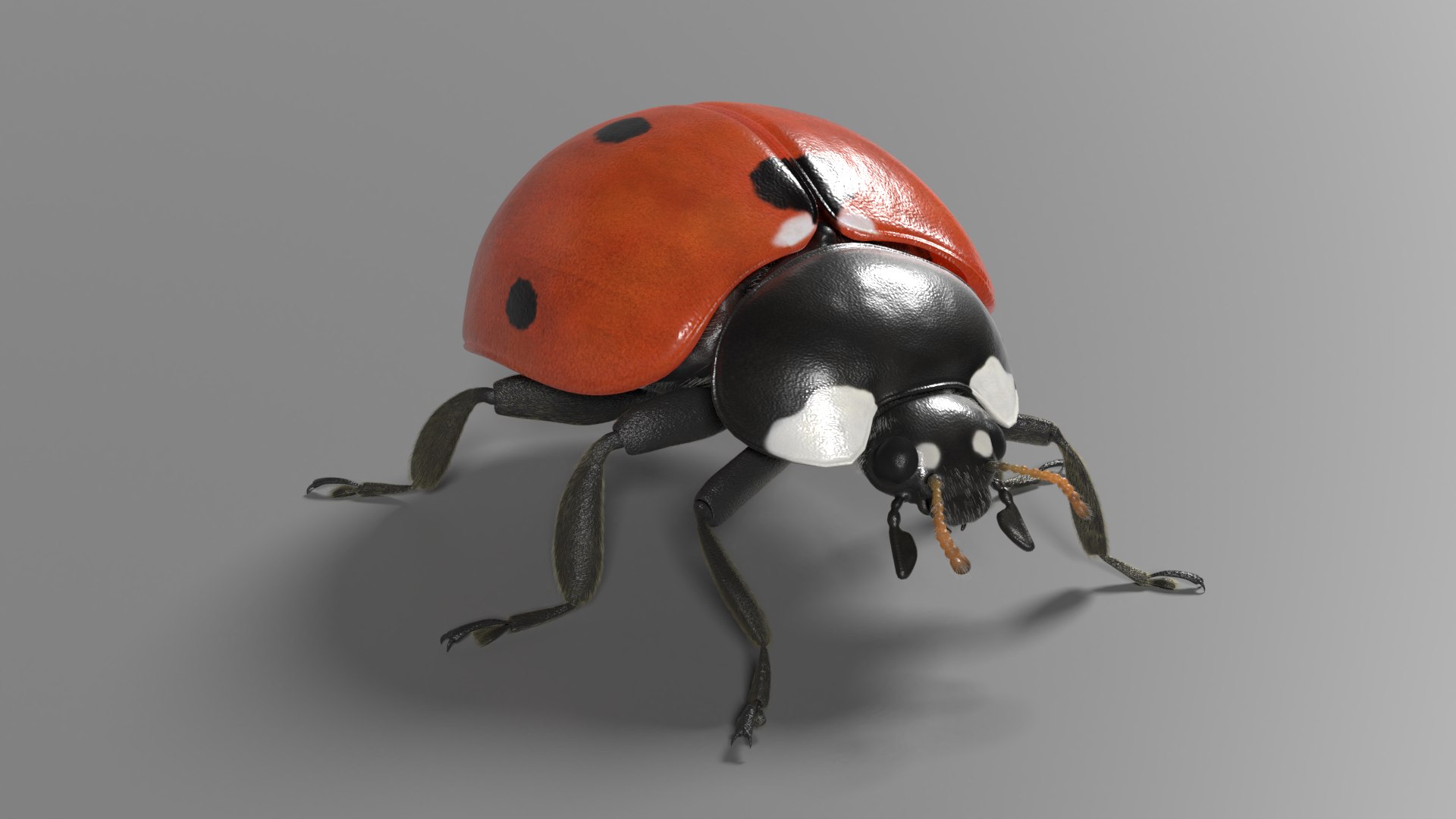 Ladybug animations 3D model - TurboSquid 1566256