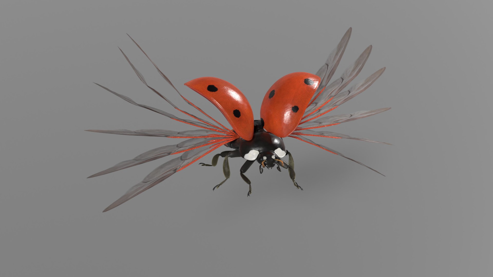 Ladybug Animations 3D Model - TurboSquid 1566256