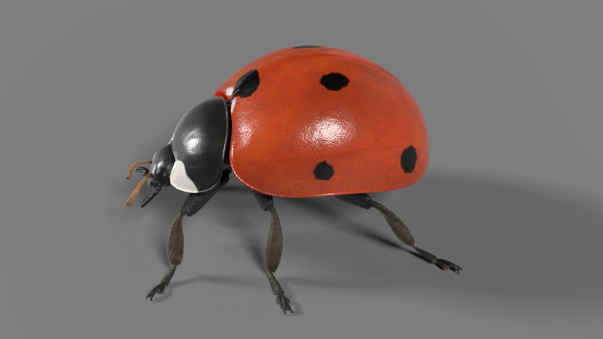 Ladybug Animations 3D Model - TurboSquid 1566256