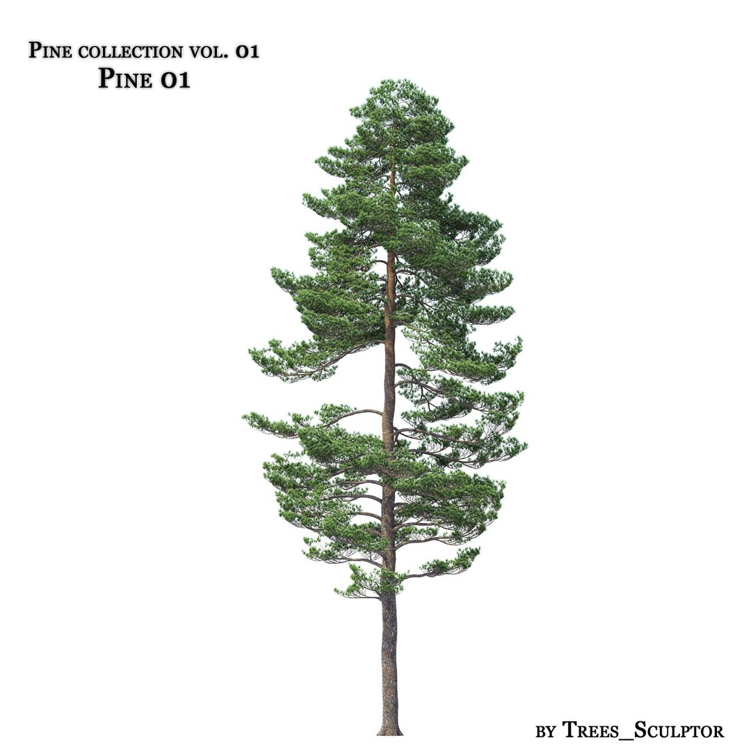 Pine-tree Tree 3d Model