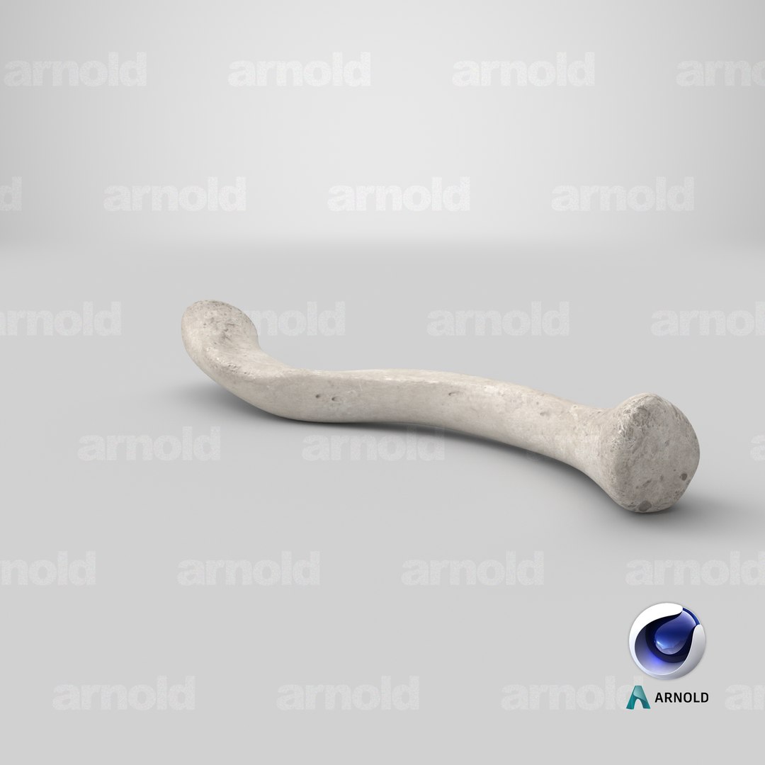 Human Clavicle Bone Collarbone 3D Model - TurboSquid 1545439