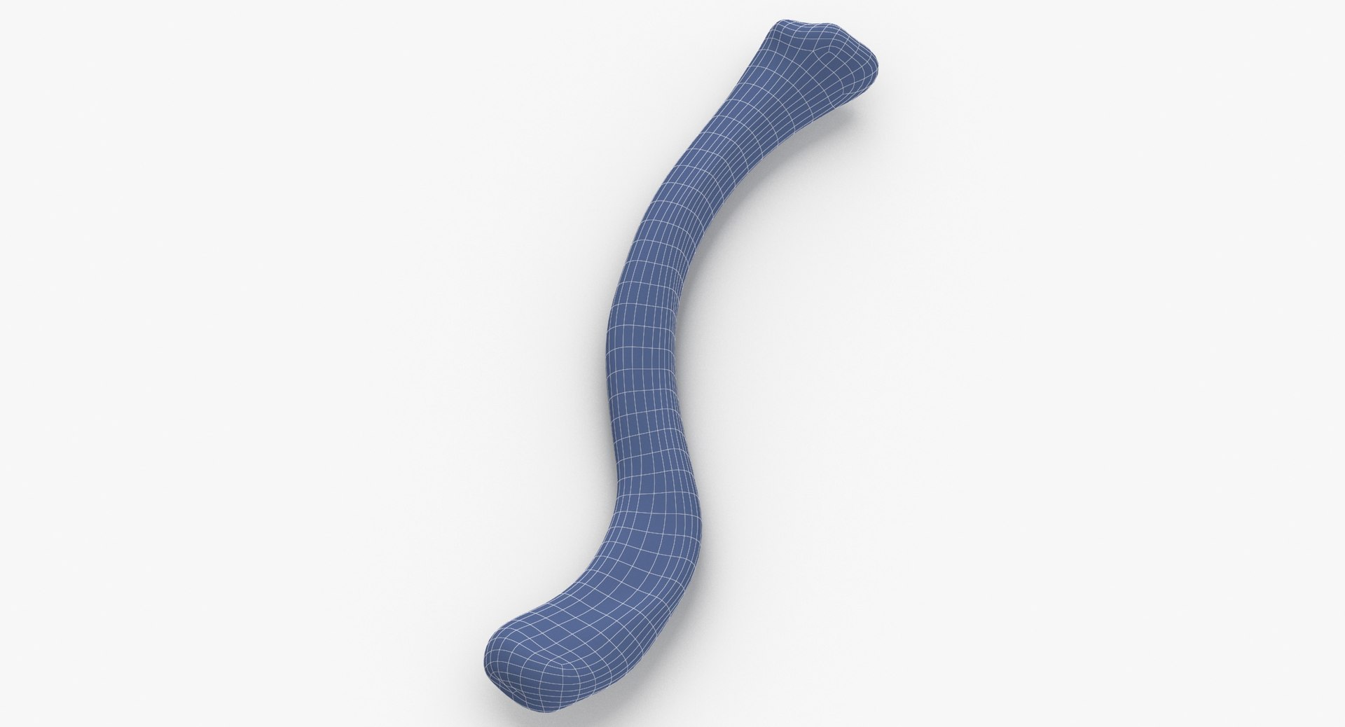 Human Clavicle Bone Collarbone 3D Model - TurboSquid 1545439