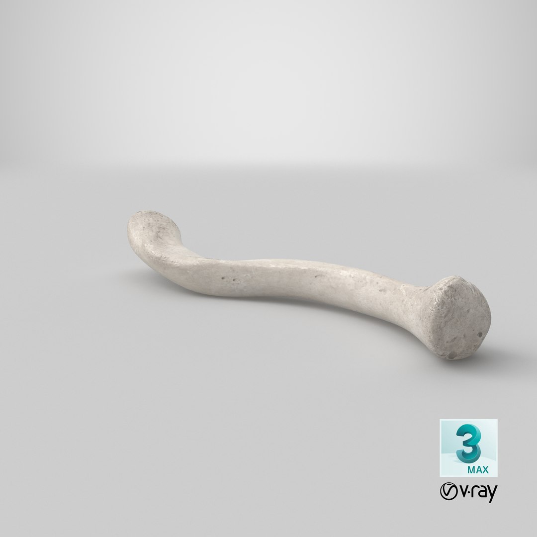 Human Clavicle Bone Collarbone 3D Model - TurboSquid 1545439