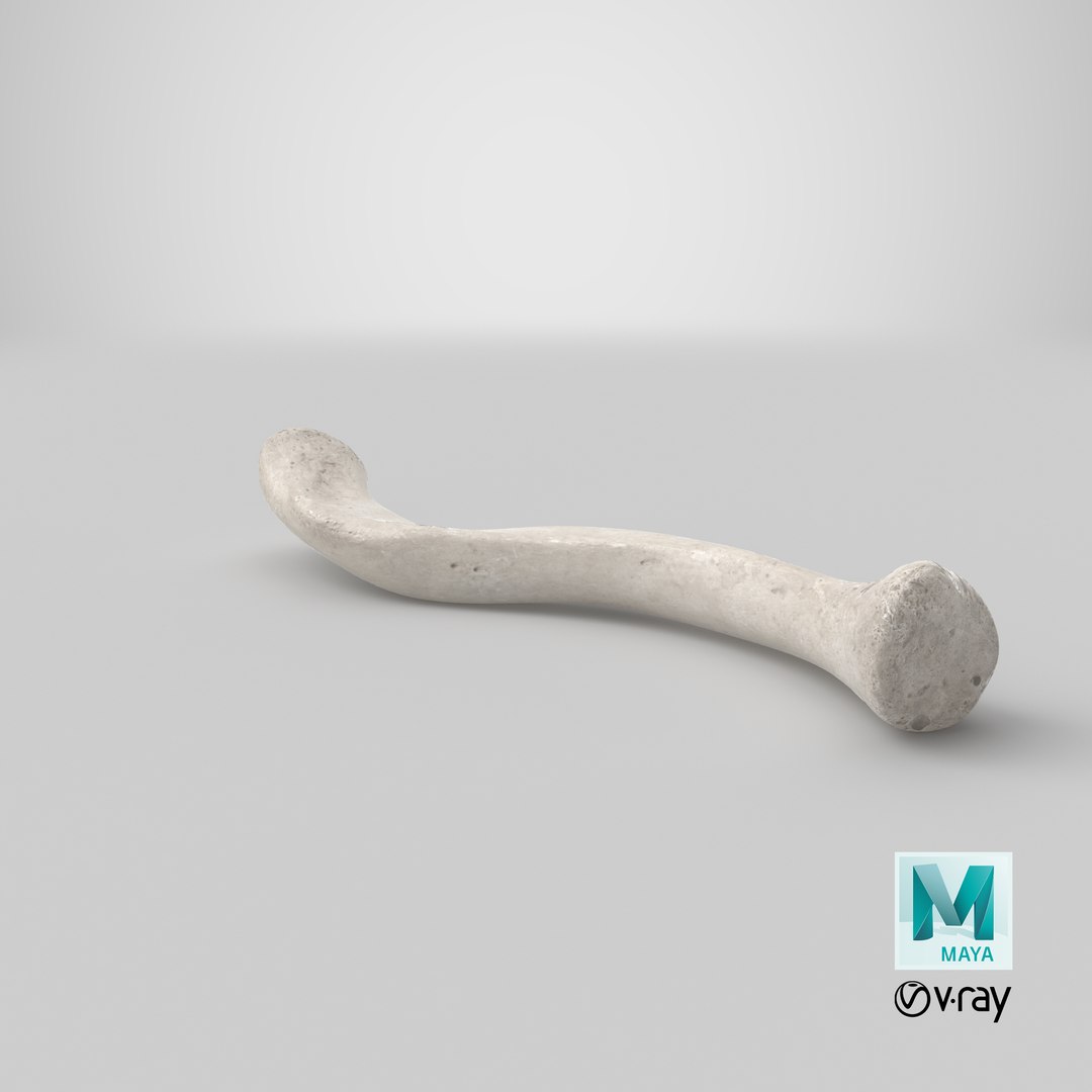 Human Clavicle Bone Collarbone 3D Model - TurboSquid 1545439
