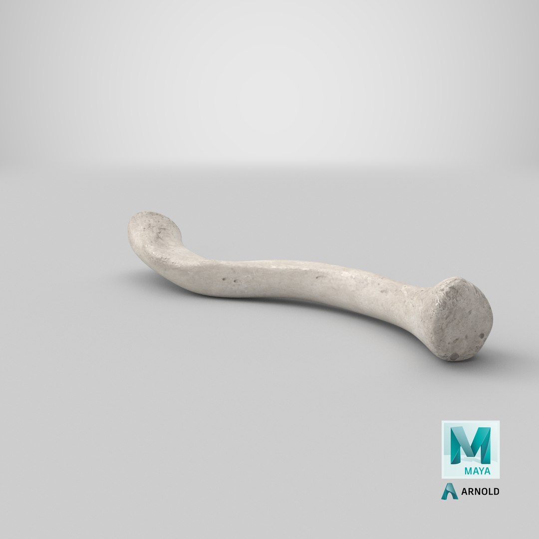 Human Clavicle Bone Collarbone 3D Model - TurboSquid 1545439