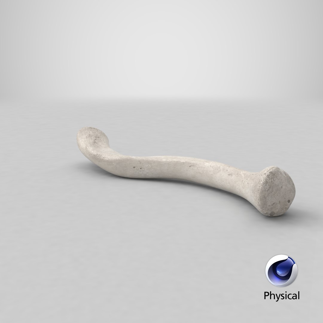 Human Clavicle Bone Collarbone 3D Model - TurboSquid 1545439