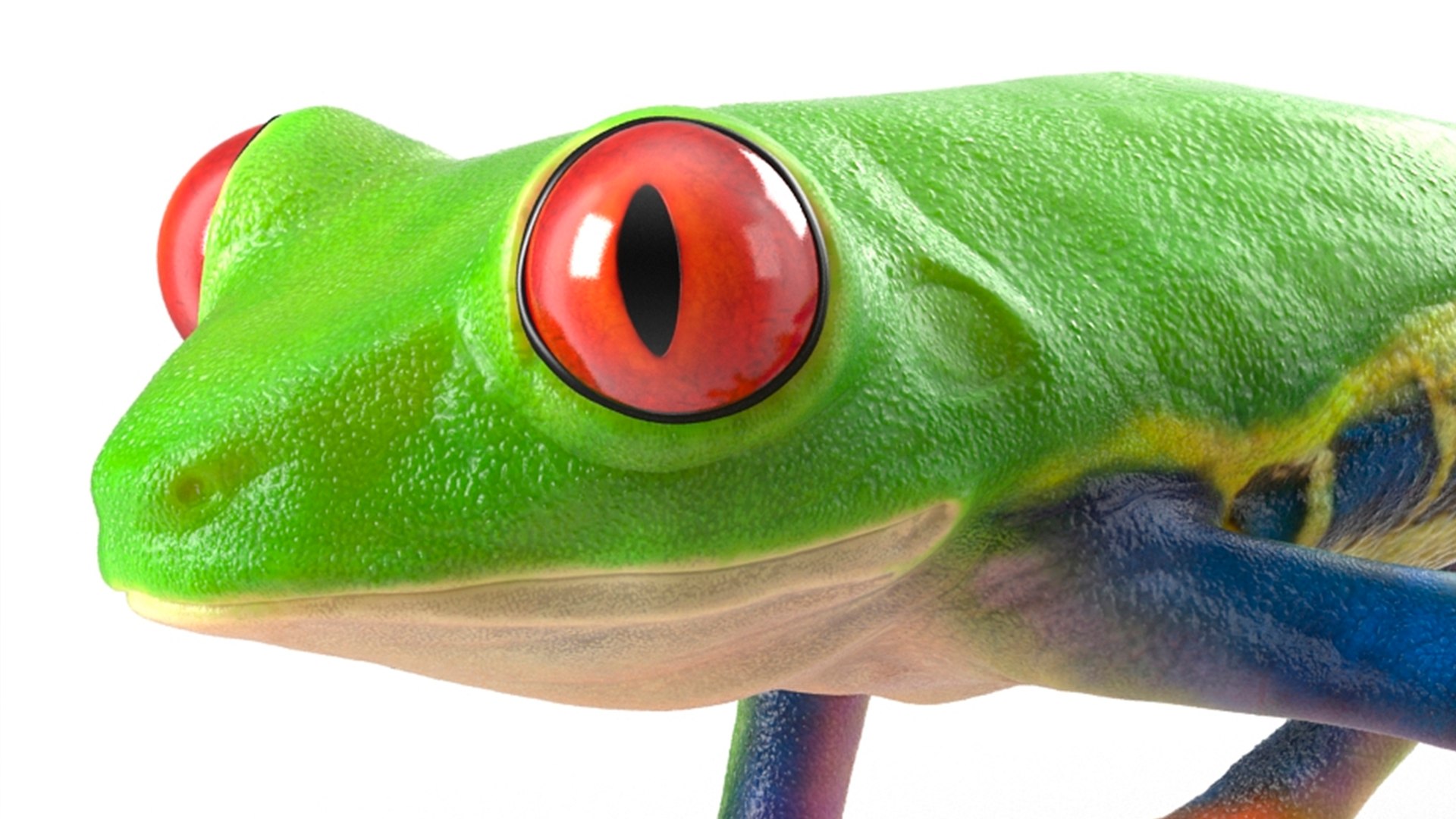 3D Red Eyed Tree Frog Realistic Rigged - TurboSquid 2279726